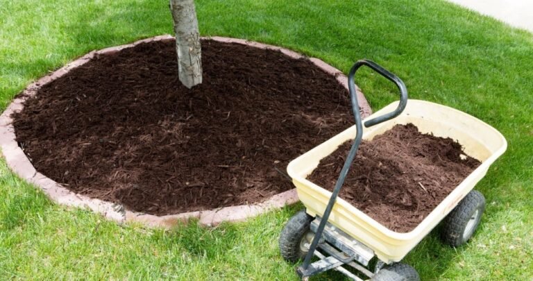 Why Mulching Around Trees Is a Must in Fall - Gulab Bagh